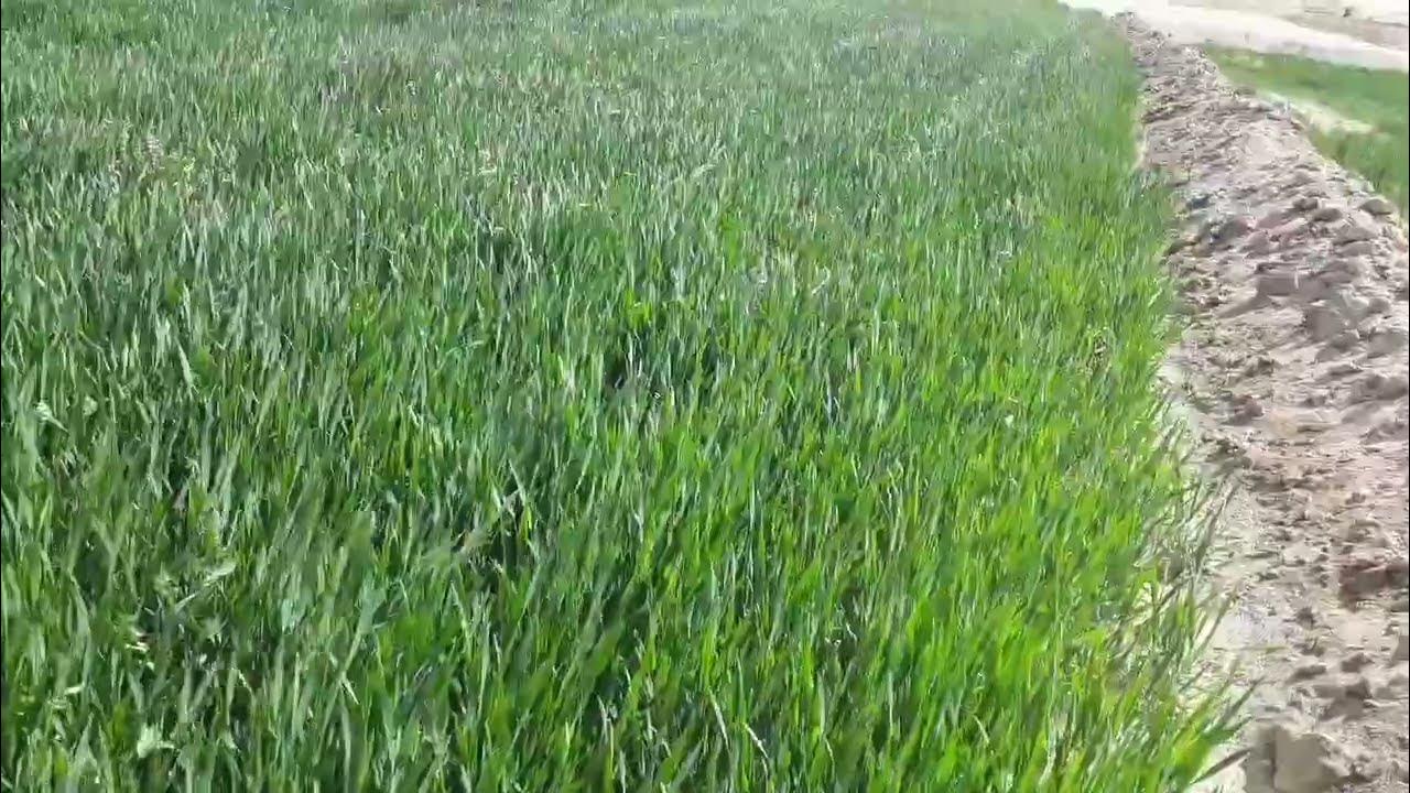 دراسة جدوي فدان شعير موسم زراعة ٢٣٢٤ حلقة ٨٥٨ واتس ٠٠٢٠١١٠٤٨٧٣٣٤٨