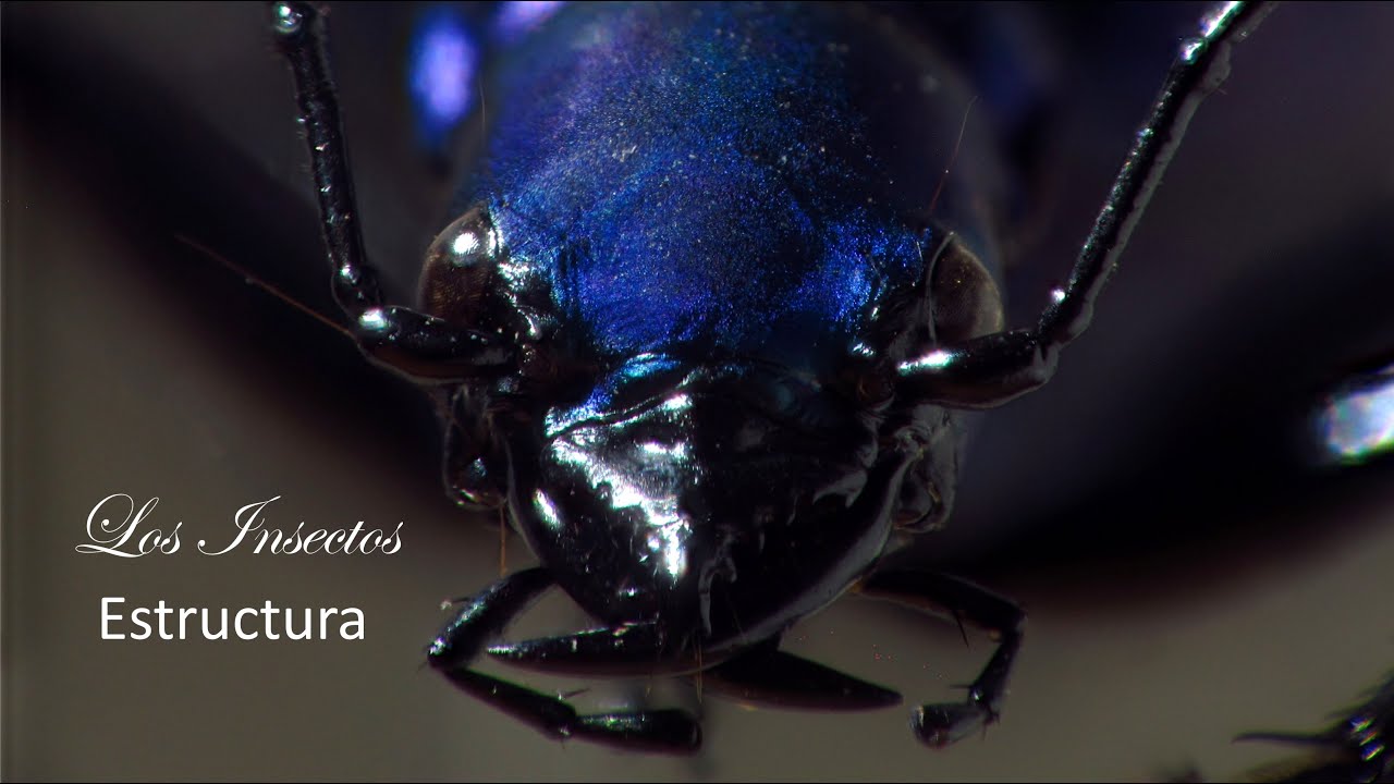 ENTOMOLOGÍA - Estructura de los insectos - YouTube