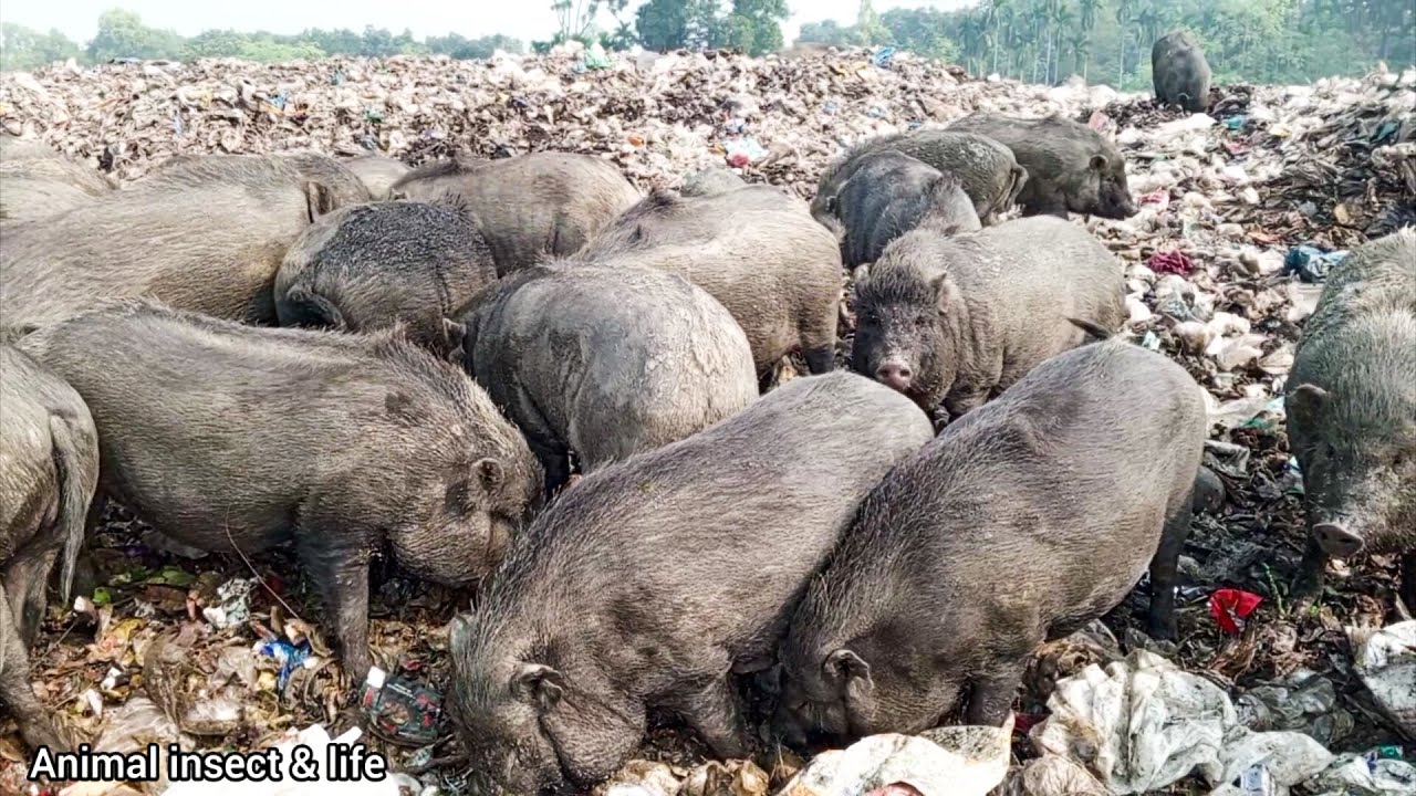 most beautiful pigs eating.amazing moment - YouTube