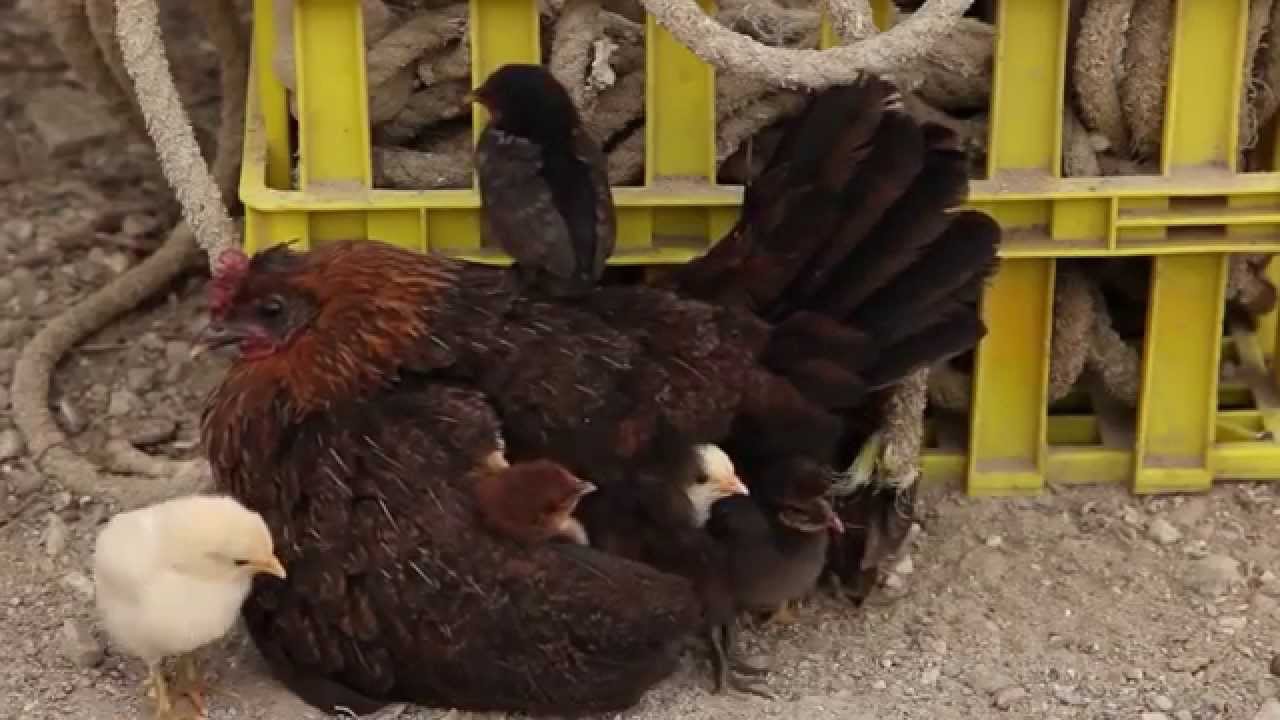 VIDEO FUERTE ¡ASI ES UN RICO POLLO FRITO! - YouTube