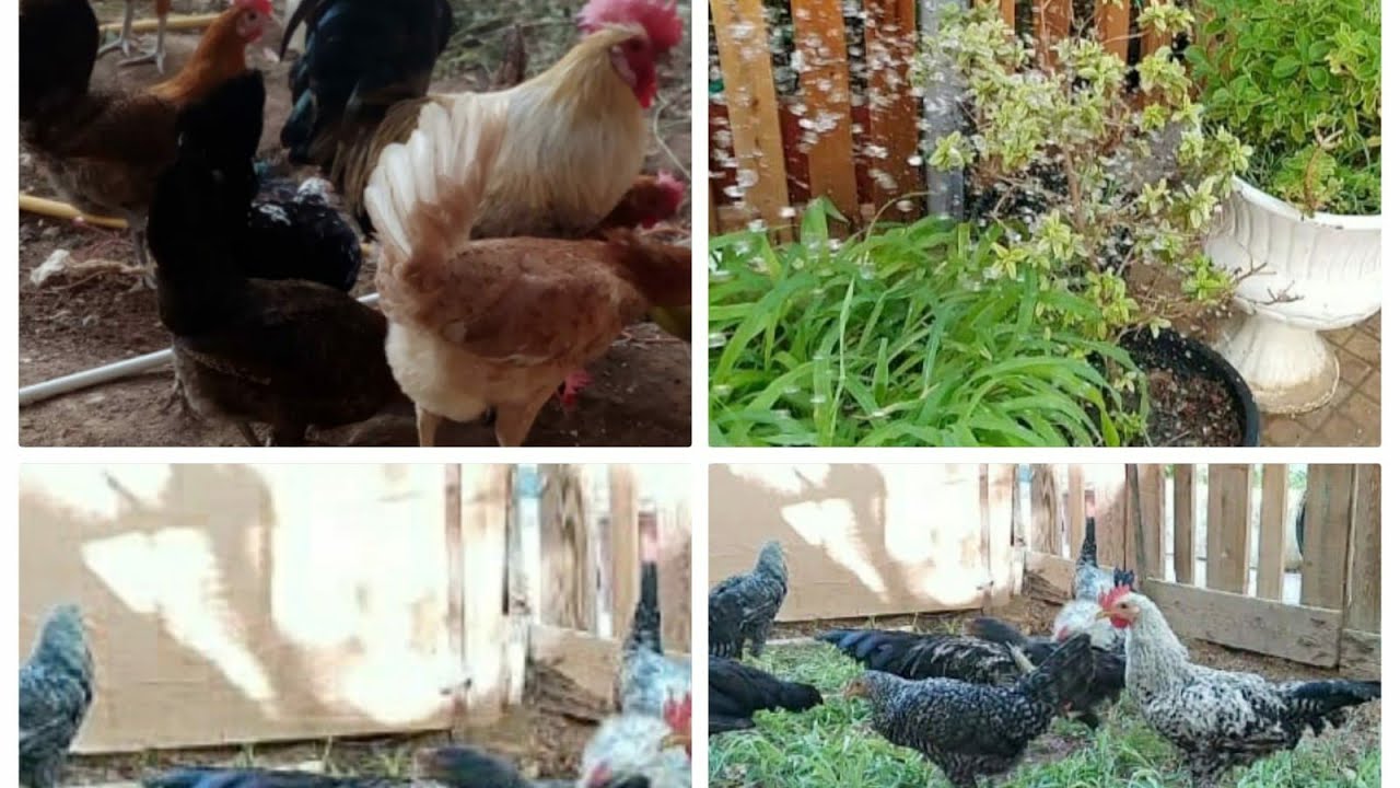 One day morning with my pets in Qatar...(chicken&Quail farming)..🌷😊🌹 ...