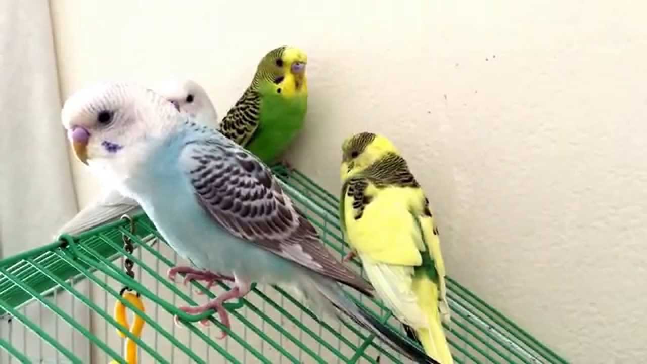 Perruche ondulée qui chante - YouTube