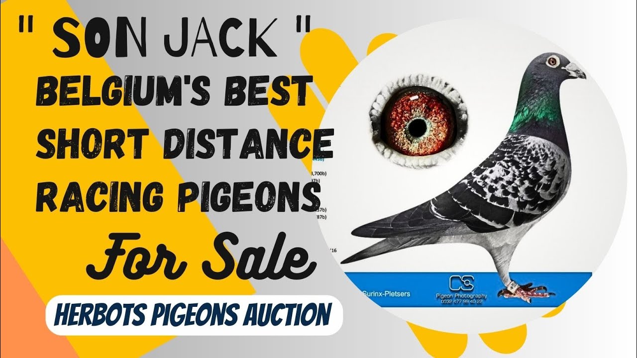 " Son Jack " Belgium's Best Short Distance Racing Pigeons For Sale In ...
