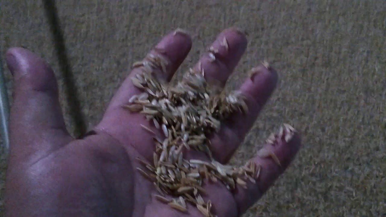 Rice Mill - A Close Up View How To - This is a Rice Mill in Tanauan ...