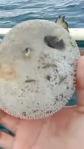 botiti#fish#shorts - YouTube