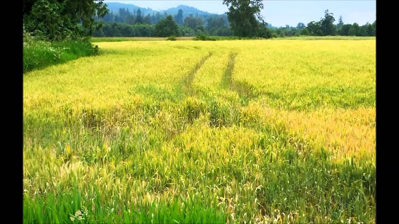 Brady (Washington) Agricultural Area - YouTube