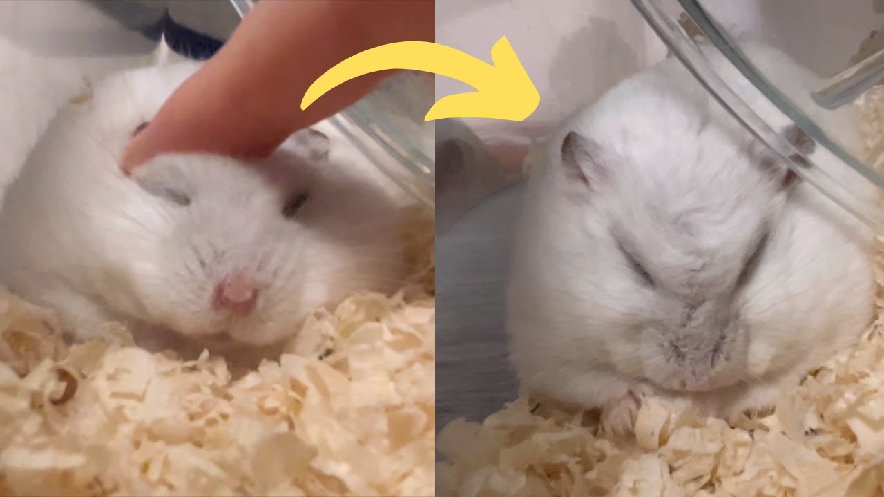 My Hamster's Expression Changes as I Stroke Its Forehead - YouTube