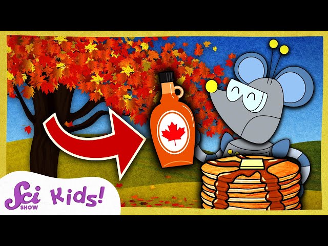 Where Does Maple Syrup Come From Al Fran ais FLE Le ons Vid o where-does-maple-syrup-come-from-al-fran-ais-fle-le-ons-vid-o