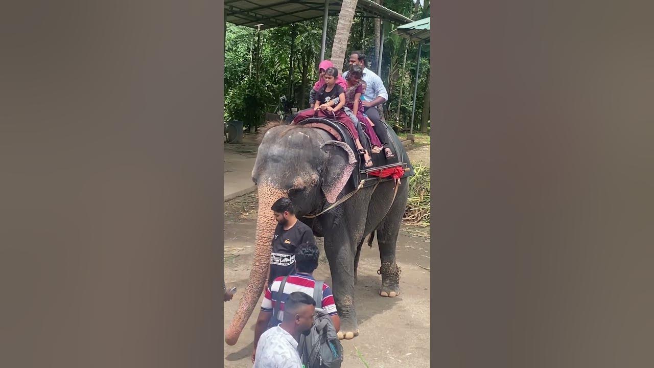 Thekkady Elephant Safari, Kerala - YouTube