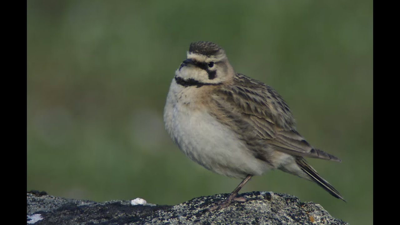 Horned lark pair feeding chicks - YouTube