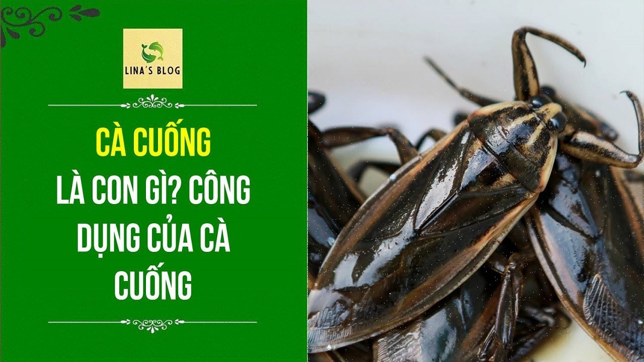 CÀ CUỐNG LÀ CON GÌ? CÔNG DỤNG CỦA CÀ CUỐNG - YouTube