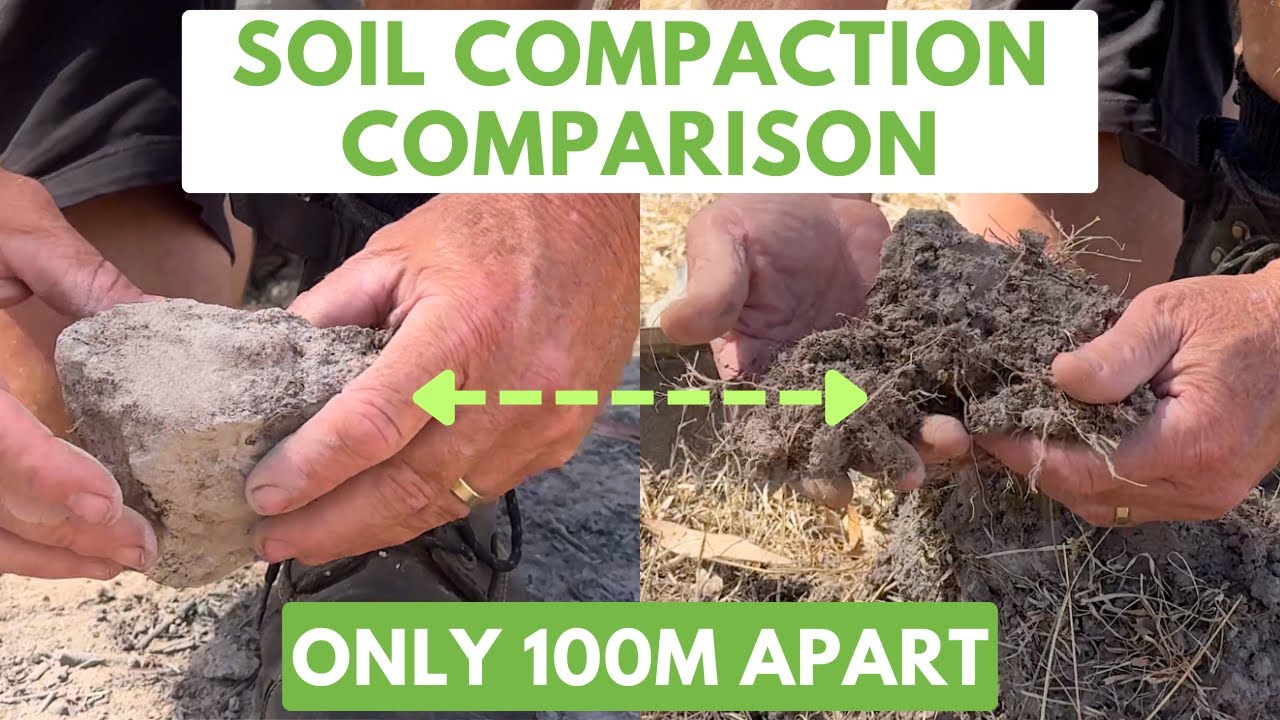 Fixing Soil Compaction: Side-by-Side Paddock Results (Healthy vs Hard ...