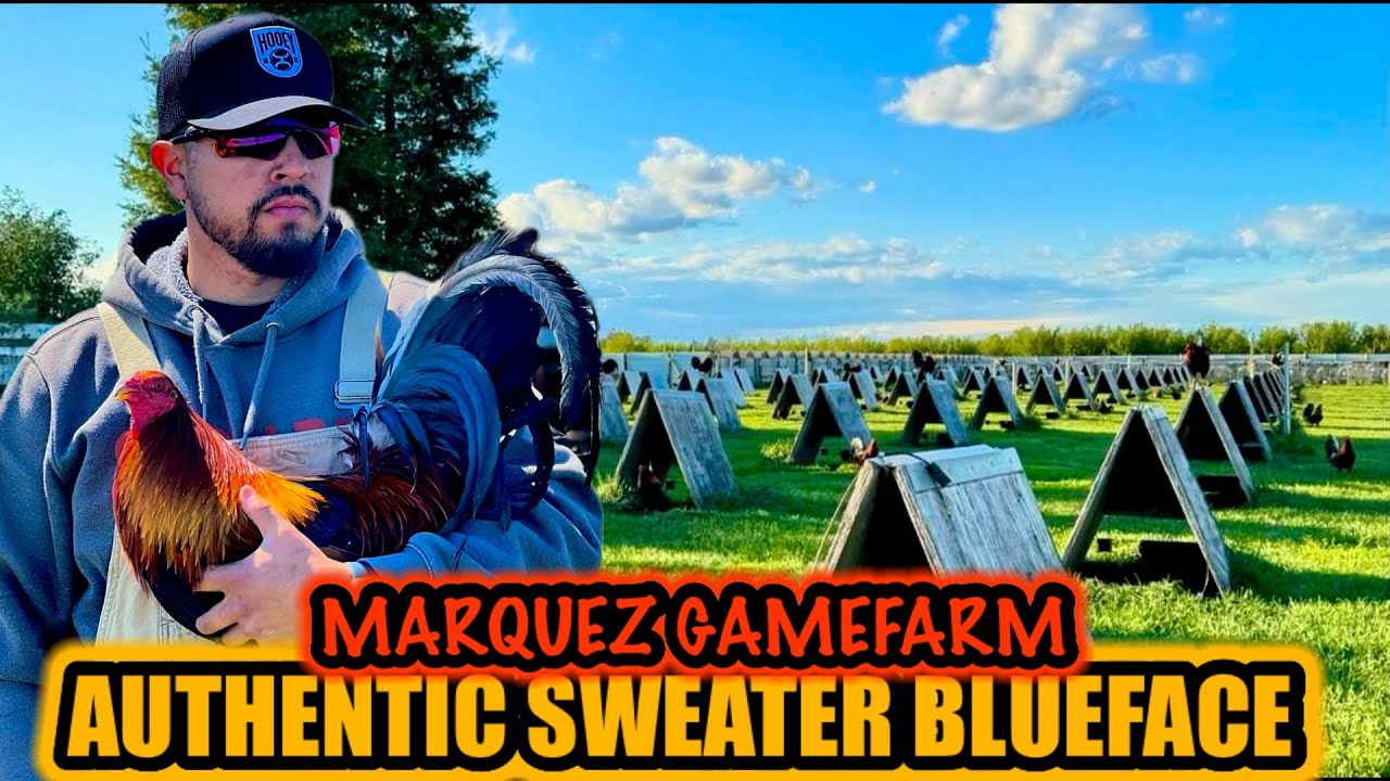 Authentic Sweater Blueface ~ Beautiful Birds ~ MARQUEZ GAMEFARM - YouTube