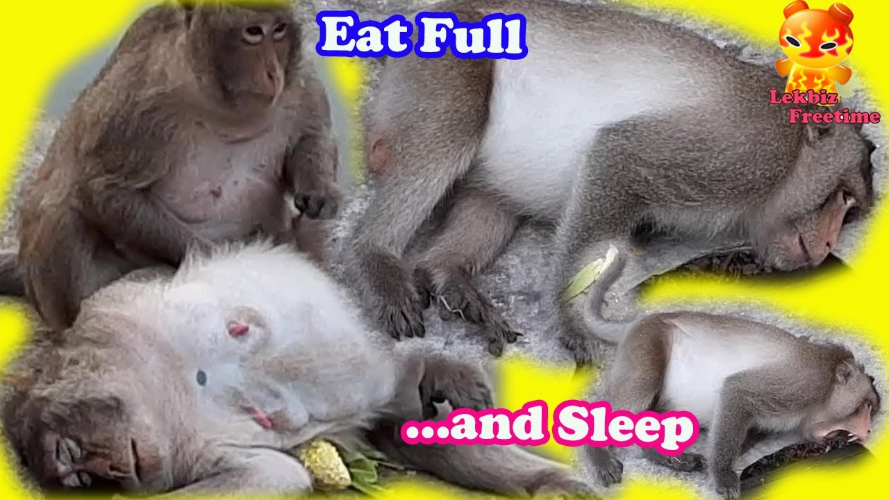 Really comfortable......The monkey ate and slept - YouTube