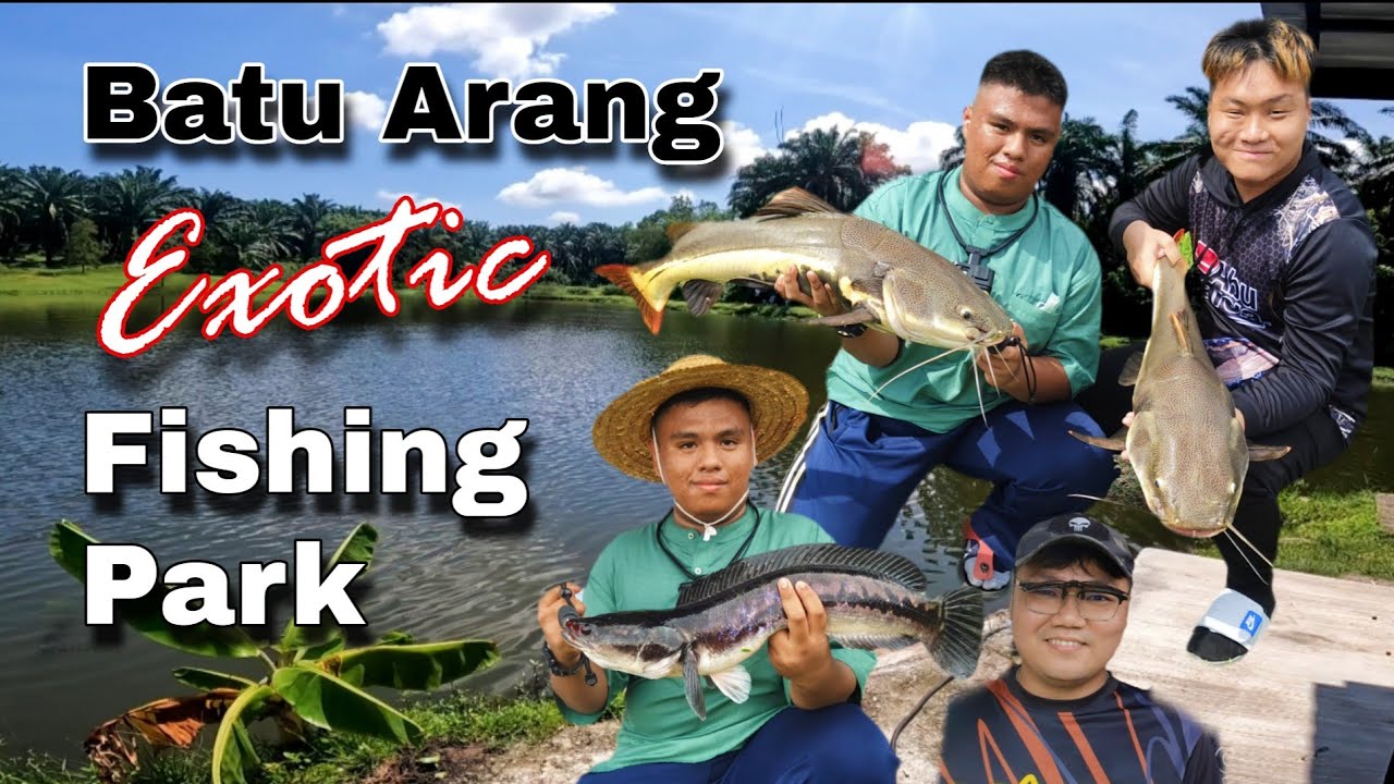 Batu Arang Exotic Fishing Park | Amazon Catfish Hari Raya Haji | Batu ...