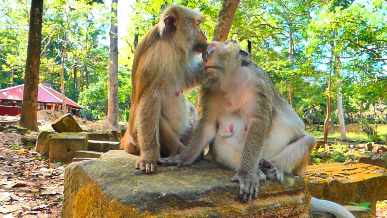 It's amazing how the two old monkeys live together so harmoniously ...