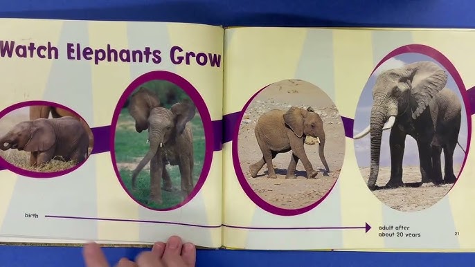 Elephants And Their Calves