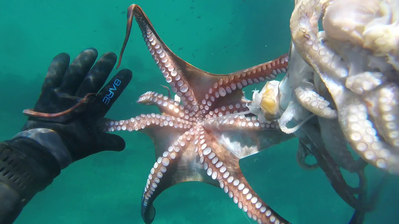 37th video. Some more octopus encounters. - YouTube