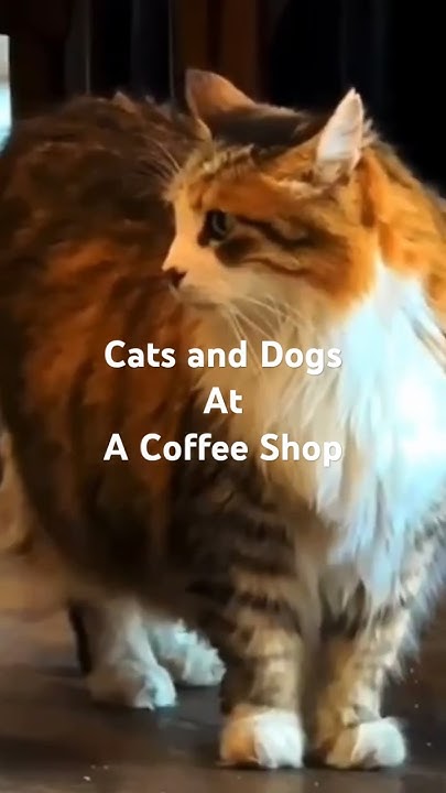 2. "Java and Paws: A Hilarious Date Between Cats and Dogs" #JavaAndPaws #HilariousDate # ...