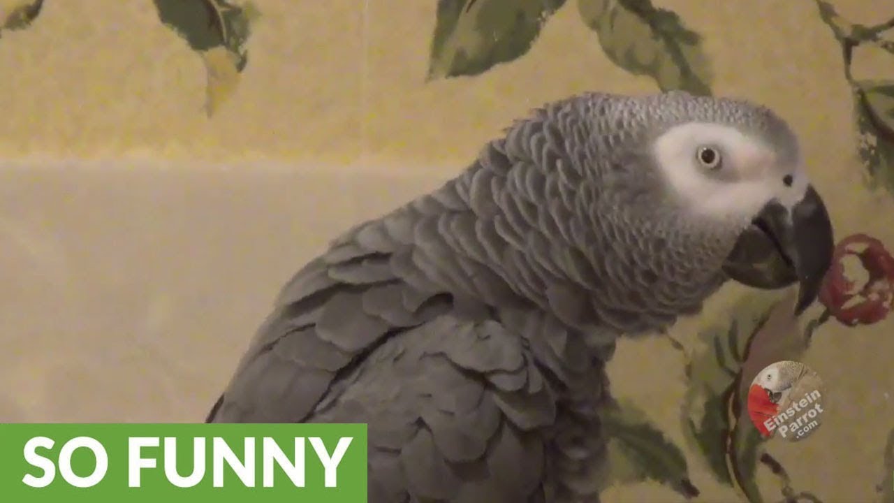 Entertaining parrot is an Elvis Presley tribute artist - YouTube