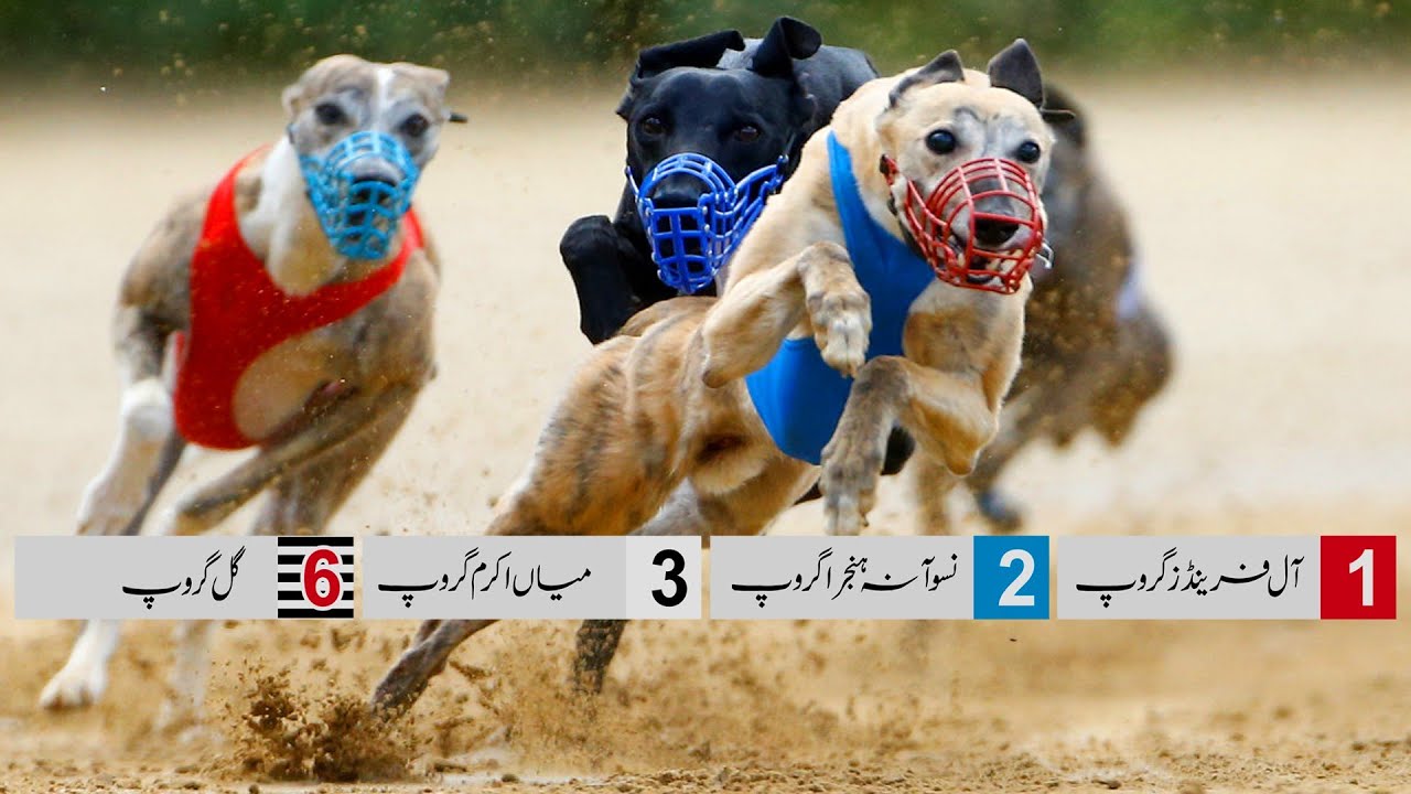 Greyhound Race | Dog Race | Track Race | Greyhound Dreby Race | #dog # ...