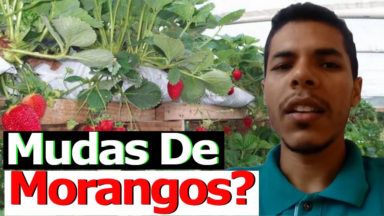 O passo a passo para fazer mudas de morangos | Como fazer mudas de ...