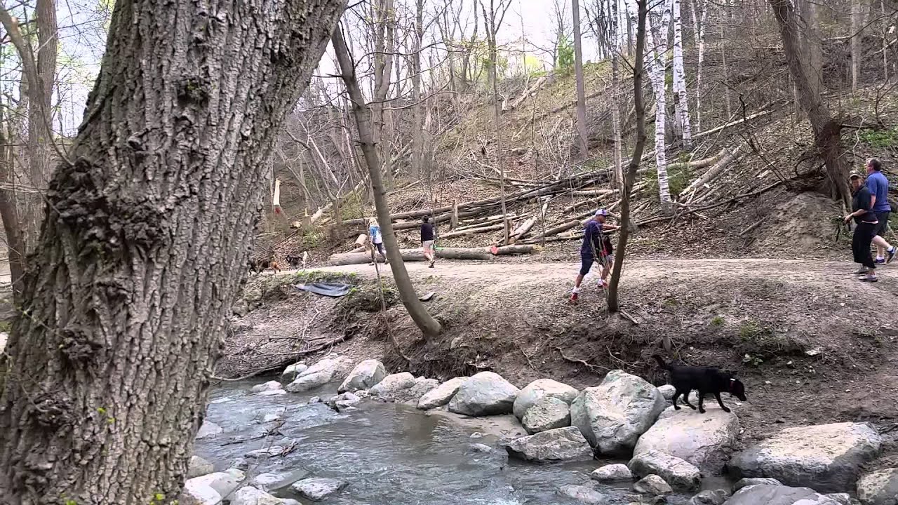 3rd world dogs take over park - YouTube