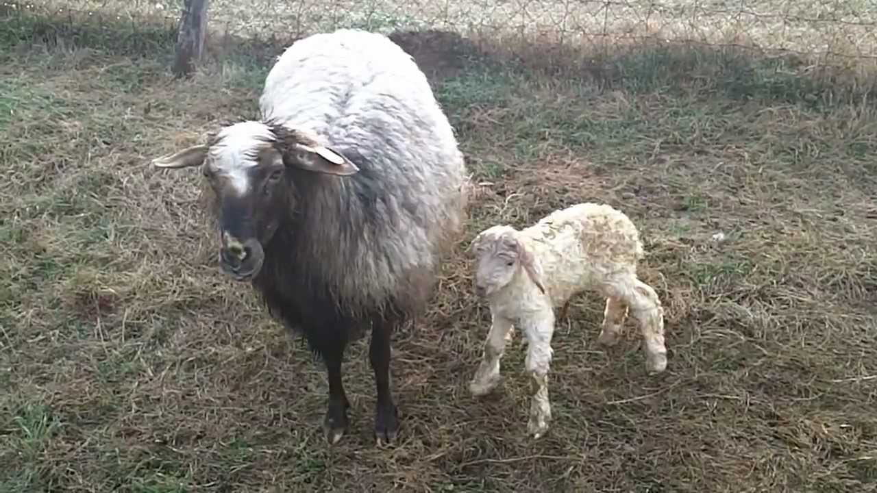 Awassi Ram Lamb in the United States - Awassi dairy sheep - Karras Farm ...