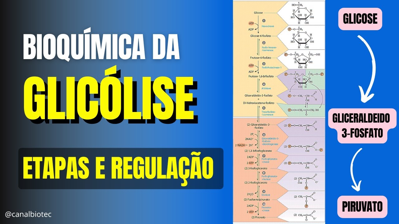 GLICÓLISE - etapas, enzimas-chave e regulação metabólica - YouTube