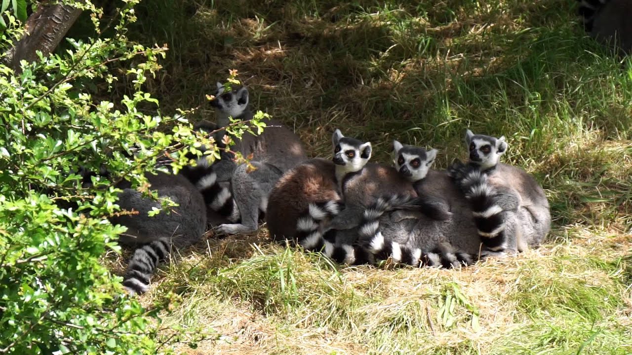 Lemurs scared of Helicopter - YouTube