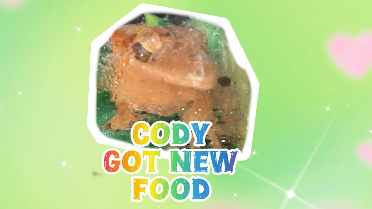 New food for Cody hope he will like it - YouTube