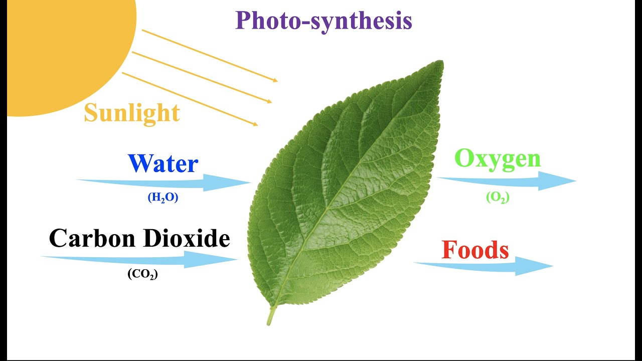 Photosynthesis Experiment Every Kid Can Do | Learn Light is Essential ...