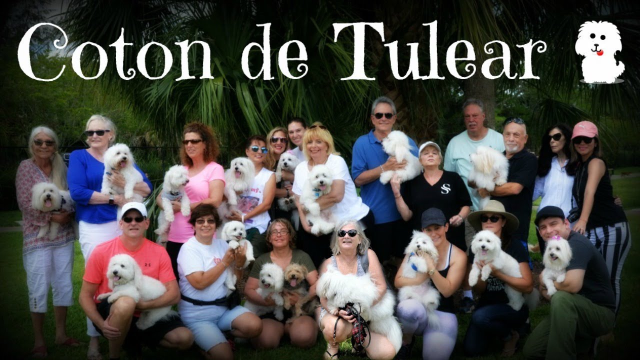 Coton de Tulear 2nd Reunion Florida US 2017 I Lorentix - YouTube