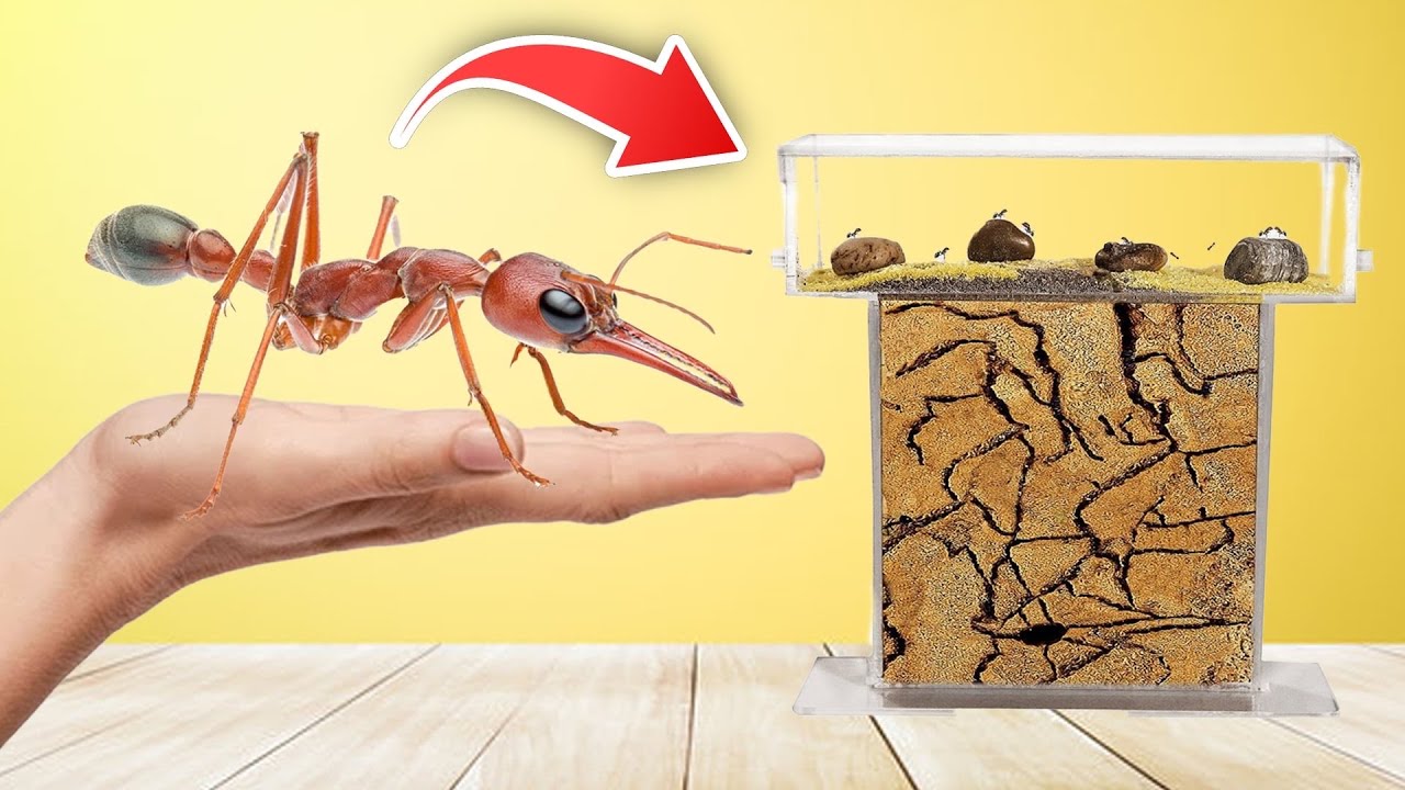 One Year With A Giant Pet Bull Ant - YouTube