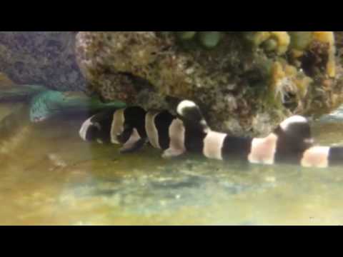 Tiburón Bambú - YouTube