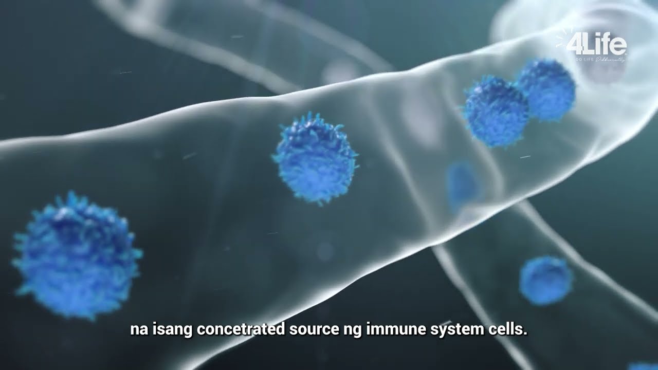 How 4Life Transfer Factor® Works: A Capsule’s Journey through the Body ...