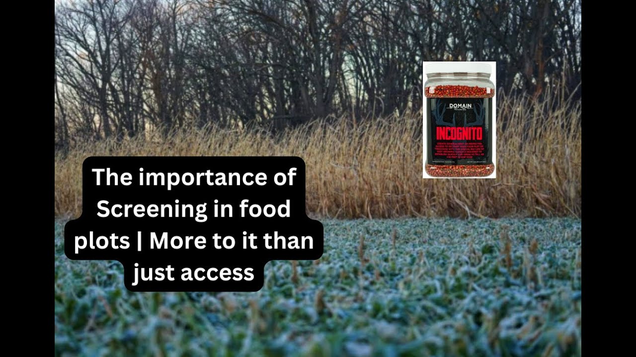 The importance of screening in food plots | More to it than just access ...