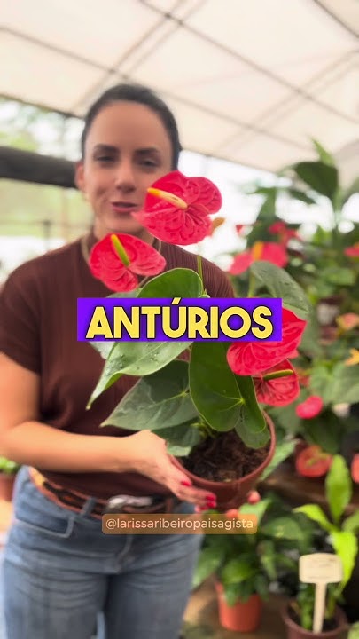 Top 5 plantas de sombra pra jardim vertical #paisagismo #jardinagem # ...