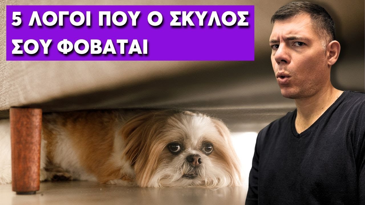 Φοβάται ο Σκύλος σου? 5 Τρόποι να Αντιμετωπίσεις τους Φόβους του - YouTube
