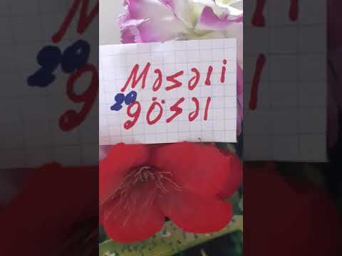 Sevgisiz həyat yoxdur.