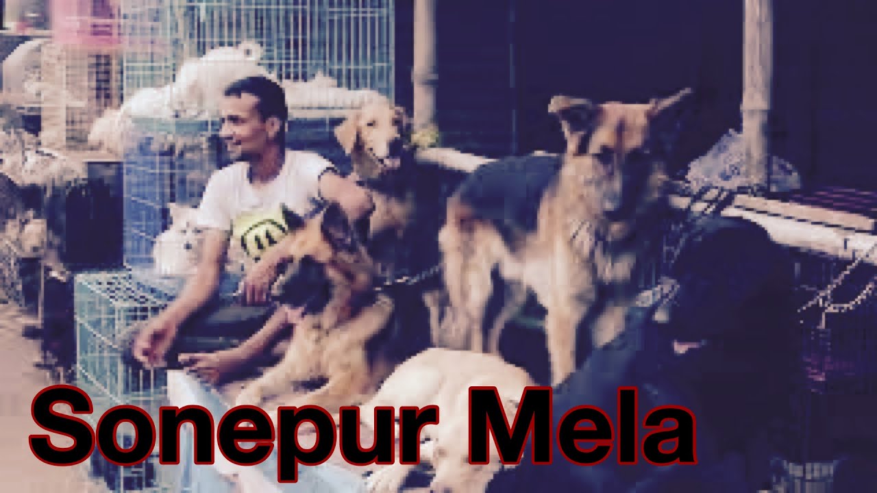 Sonepur Cattles Fair (Asia's one of the largest Cattle Fair) - YouTube