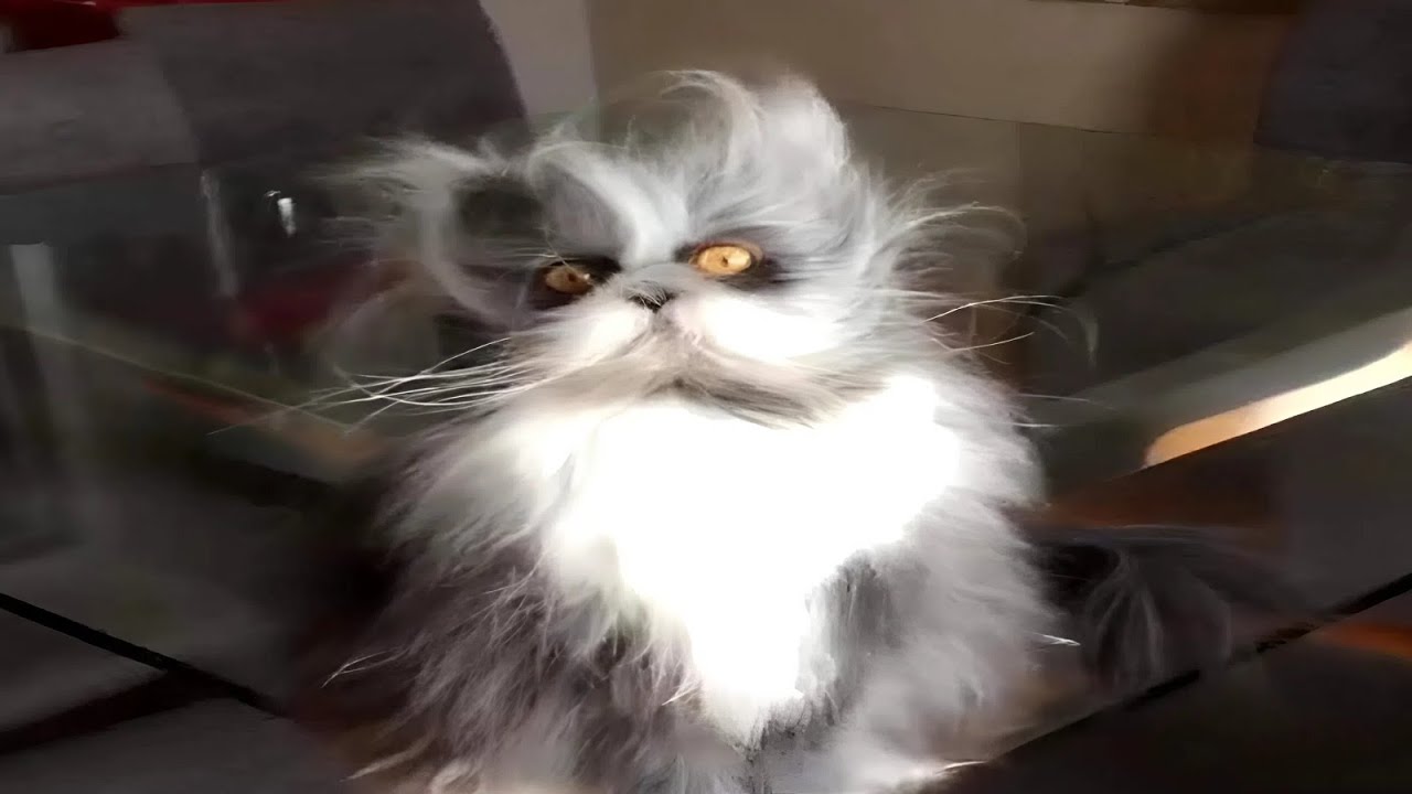 CAT FAILS COMPILATION 14 - YouTube