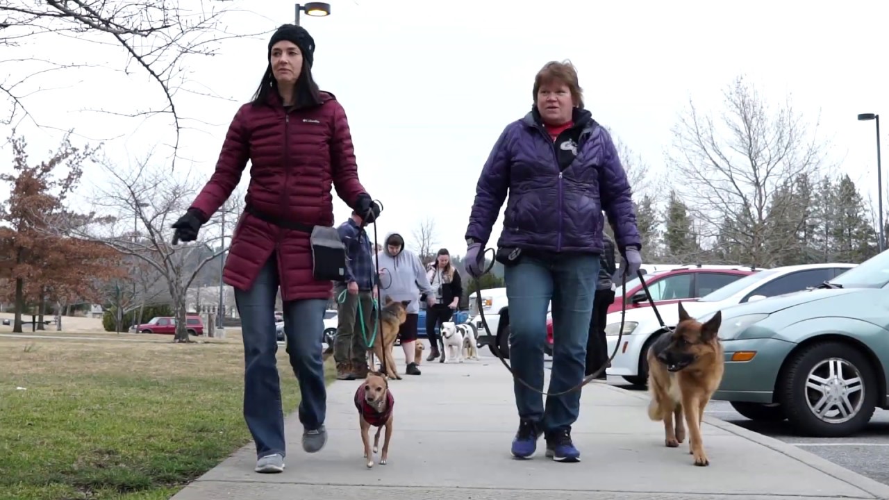 K9 Country Club - Training - Park 2 - YouTube