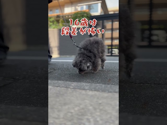 〜ひびキチじつ〜 HIBI KICHI JITSU