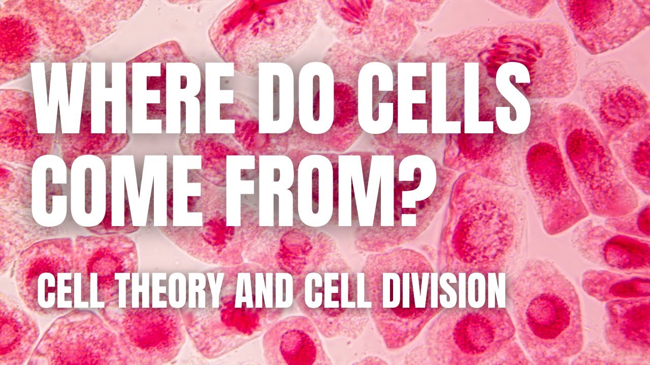 Cell Theory and Cell Division: The Foundation of All Life | Middle ...