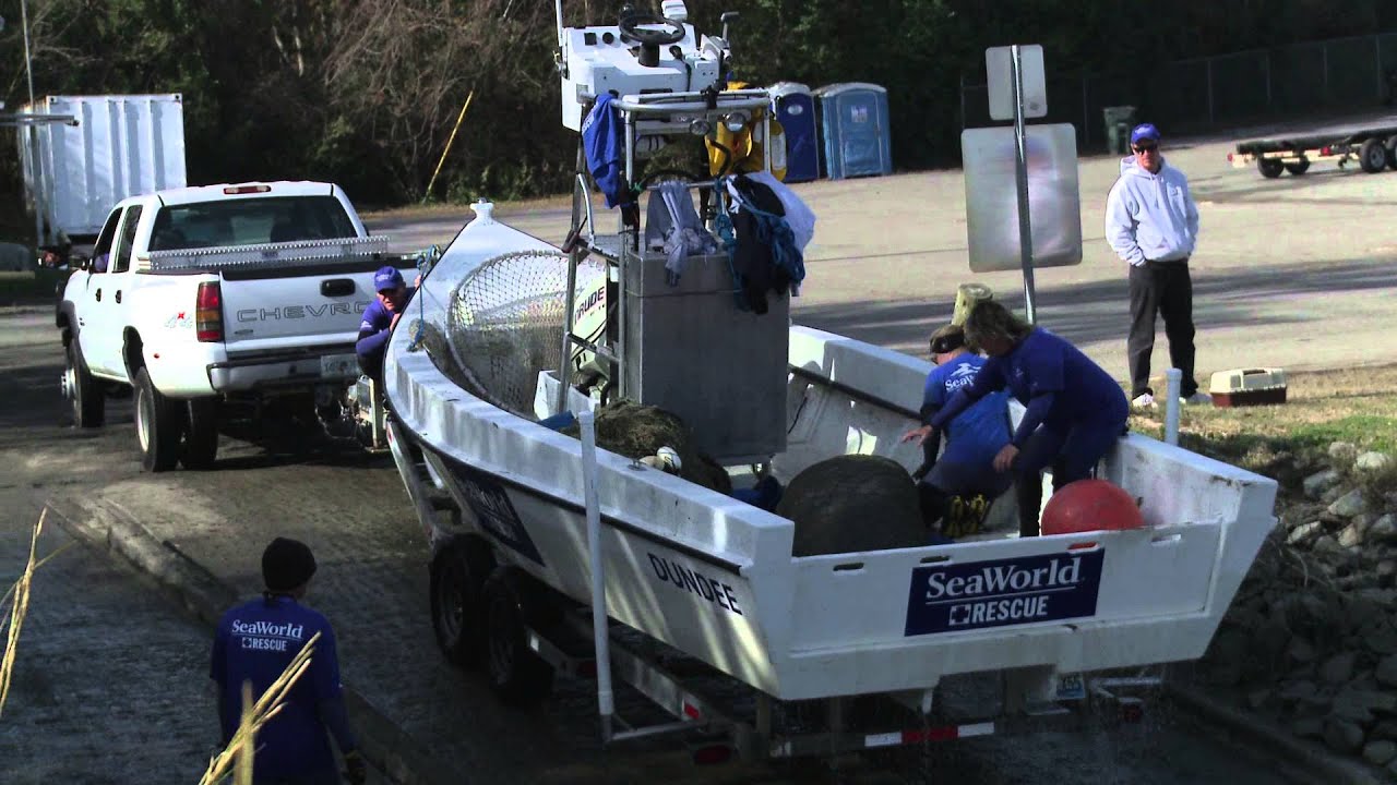 SeaWorld Orlando Rescue team rescues manatee in Savannah Georgia - YouTube