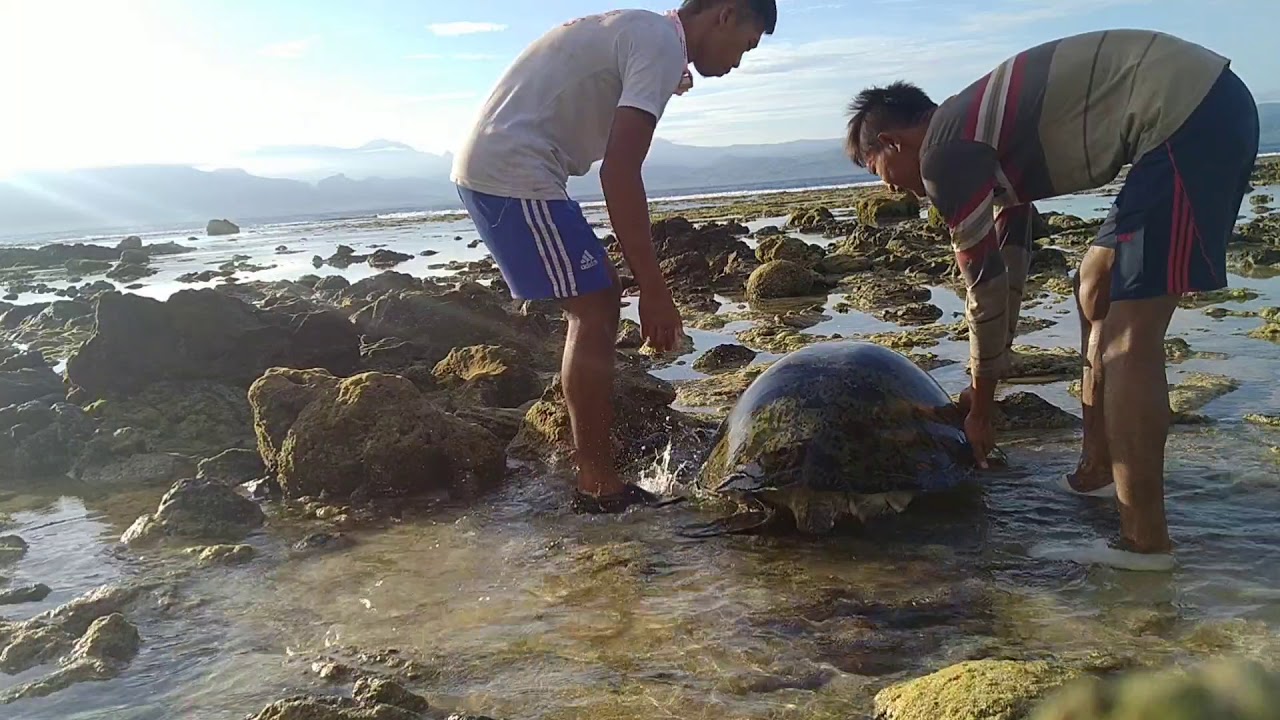 Menylamatkan penyu TERDAMPAR di pulau batek NTT. - YouTube
