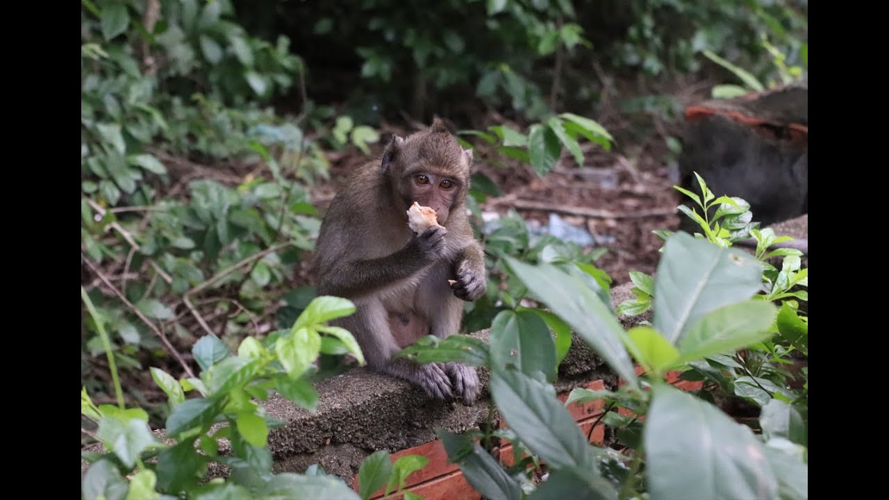 4K Quality Animal Footage - Beautiful Monkeys Scenes Episode 09 - YouTube