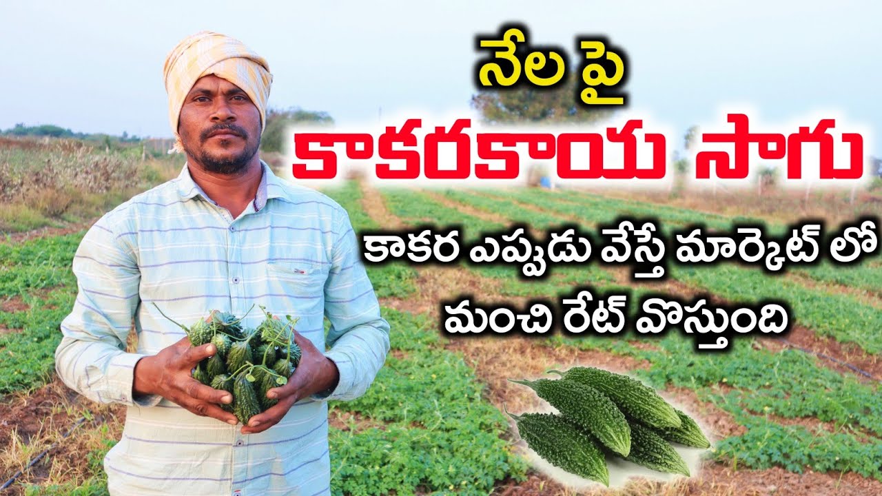 నేల పై కాకరకాయ సాగు | Bitter Guard Cultivation | Successful Bitter ...