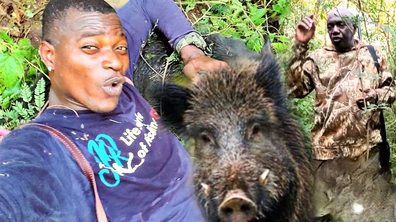 top wild boar hunt most successful hunt on the 4th day - YouTube